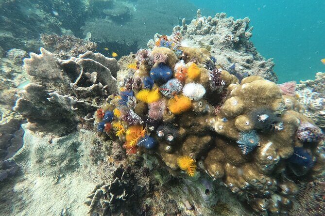 Koh Tao & Koh Nang Yuan Snorkeling Tour by Speed Boat from Samui - Who Will Enjoy This Tour?