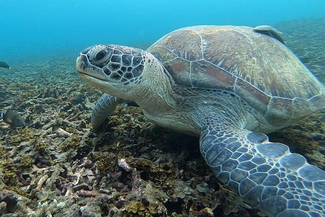 Koh Tao & Koh Nang Yuan Trip By Speedboat From Koh Samui - Cost-Effectiveness and Practical Considerations