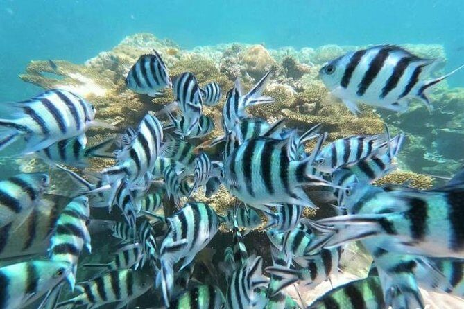 Koh Tao & Koh Nangyuan by Speed Boat (Snorkeling trip from Koh Samui) - The Sum Up: Who Will Enjoy This Tour?