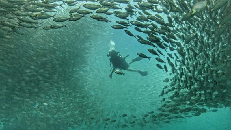 Koh Tao: SCUBA Open water certification - An In-Depth Look at the Koh Tao Open Water Certification