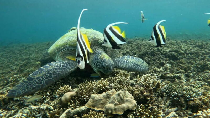 Koh Tao: Snorkeling and Sunset Tour - Key Points