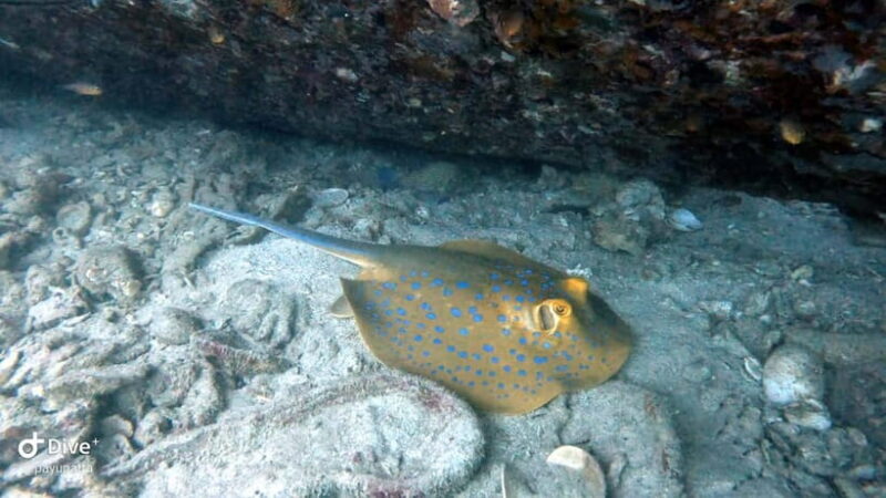 Koh Tao: Snorkeling and Sunset Tour - A Closer Look at the Koh Tao Snorkeling and Sunset Tour