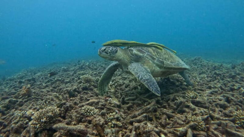 Koh Tao: Snorkeling and Sunset Tour - Who Should Book This Tour?