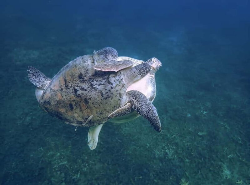 Koh Tao: Snorkeling Trip to Nang Yuan Island & Hidden Bays - The Sum Up