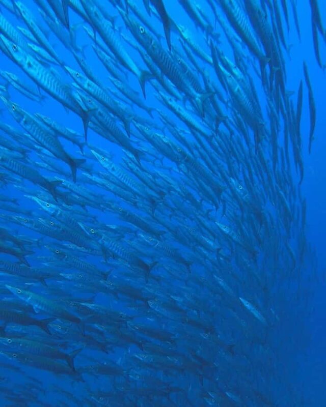 Koh Tao: Try Scuba Diving Experience + Hotel Pickup 2-dives - The Practicalities: What to Expect and Consider