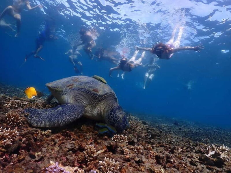 Koh Tao: Underwater Gems, Island Hopping & Snorkel Adventure - Introduction to the Tour Experience