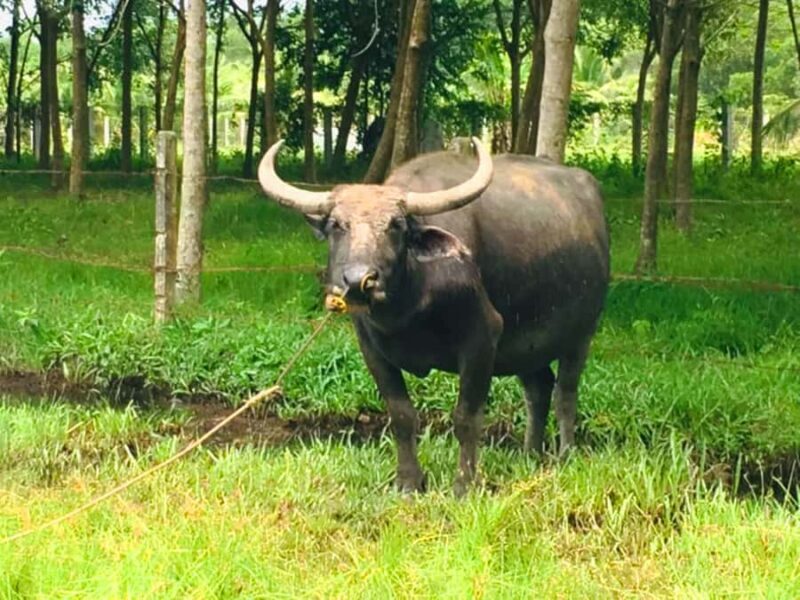 Koh Yao Noi: The Local Way of Life Eco Half-Day Tour - Key Points