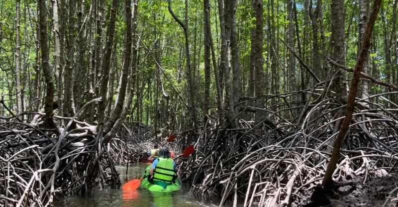 Koh Yao Yai: Klong Hia Mangrove Kayaking - Final Thoughts