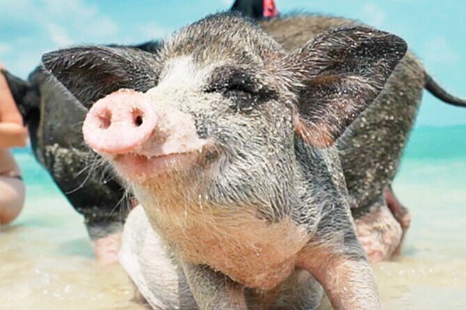 kohsamui.tours - Pig Island Snorkeling Eco Tour by Speed Boat - Key Points