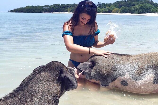 kohsamui.tours - Pig Island Snorkeling Eco Tour by Speed Boat - Frequently Asked Questions