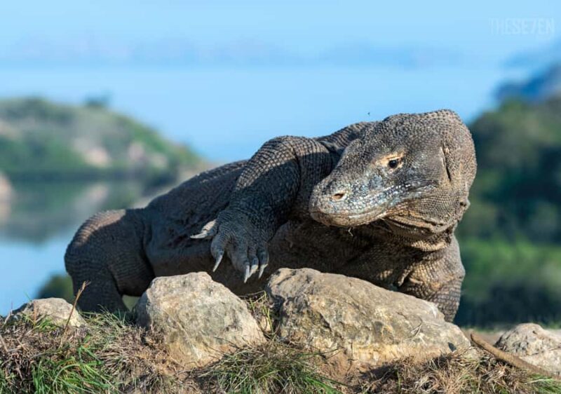 Komodo: 4-Day Private Tour with Overnight Boat and Hotel - What to Expect: A Detailed Breakdown