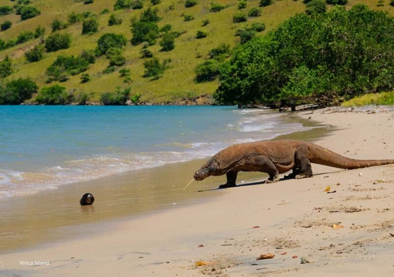 Komodo: 4-Day Private Tour with Overnight Boat and Hotel - FAQ