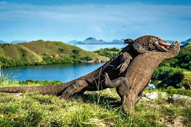 Komodo Island 2 Days 1 Night Tour with Flights from Bali - Key Points
