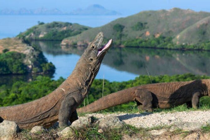 Komodo Island 2 Days 1 Night Tour with Flights from Bali - The Sum Up