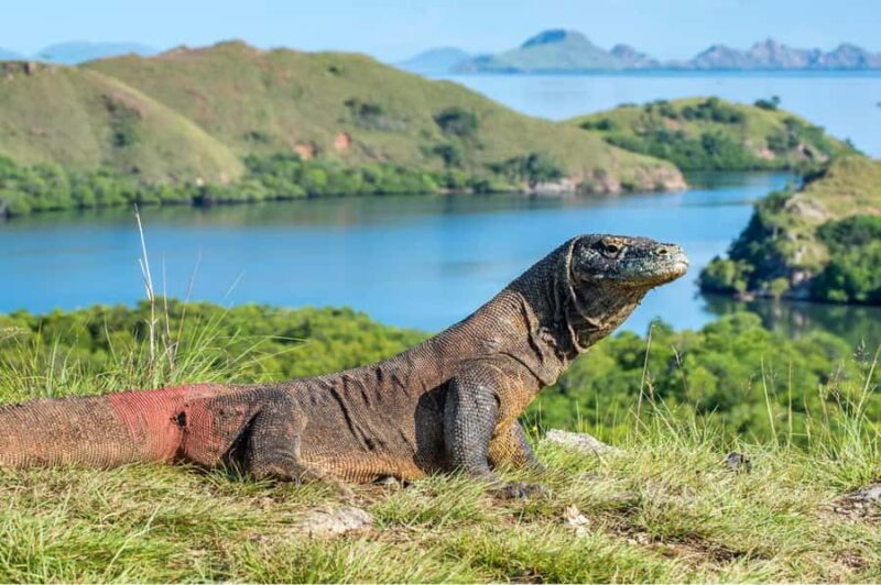 Komodo Island: Komodo Dragons & Islands Day Tour - Exploring the Itinerary in Detail