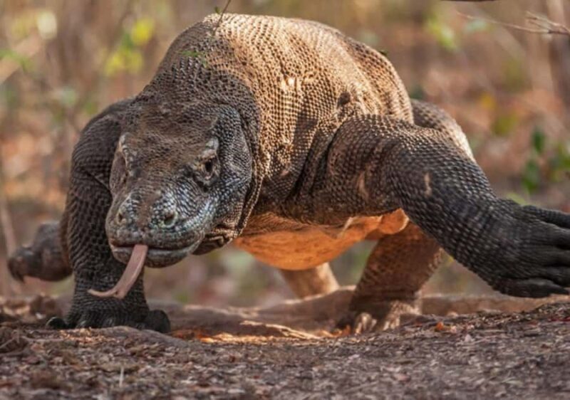 Komodo Island: Private 3-Day Tour with Boat and Hotel Stay - Introduction: Is the Komodo Island 3-Day Tour Worth It?