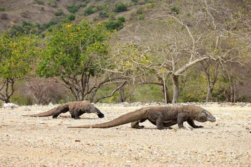 Komodo Island: Private Day Tour by Speedboat - An In-Depth Look at the Komodo Island Private Tour