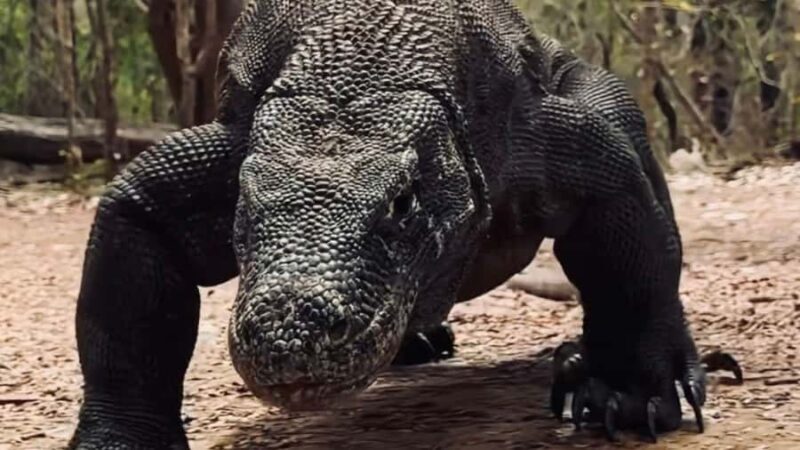 Komodo Island Shore Excursion for Cruise Ship Passengers - Key Points