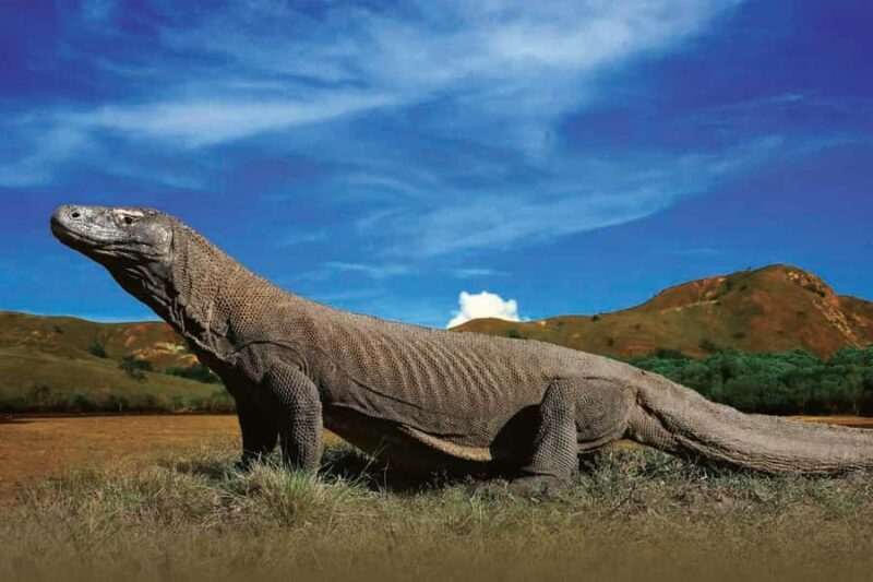 Komodo Islands: Private 2-Day Wooden Boat Tour - Key Points