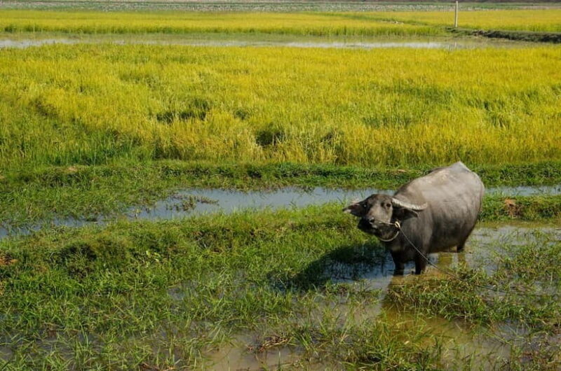 Kompong Kleang Village and Tonle Sab Lake - Final Thoughts