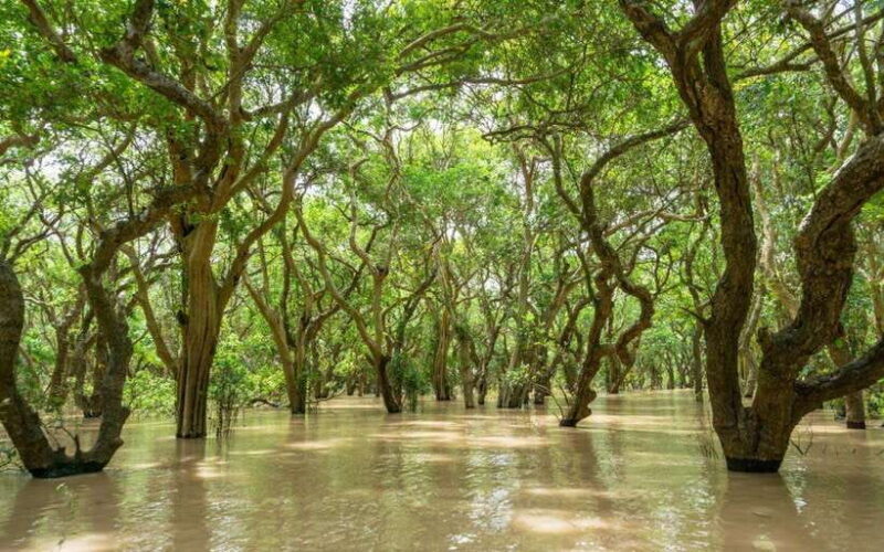 Kompong Pluk Tour - Who Should Consider This Tour?