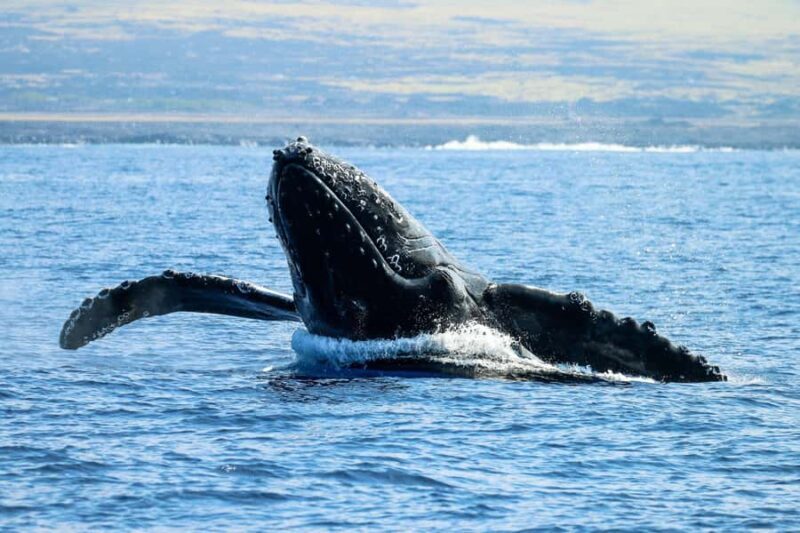 Kona: Afternoon Ali'i Adventure Snorkel and Sail - Who Should Consider This Tour?