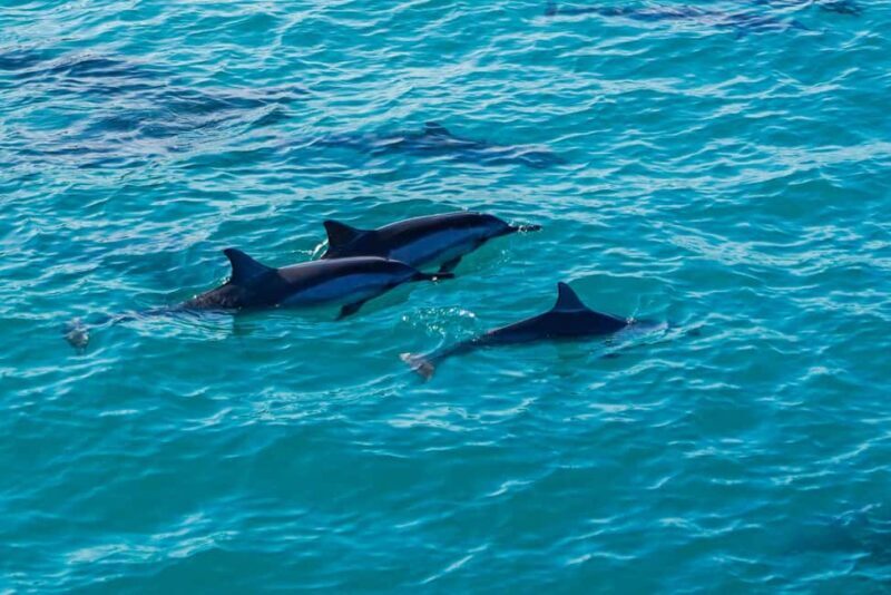 Kona Afternoon Dolphin Watch & Snorkel on the Big Isand - Snorkeling: An Underwater Wonderland