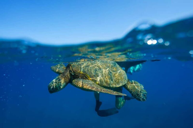 Kona Afternoon Dolphin Watch & Snorkel on the Big Isand - Practical Details & What to Bring