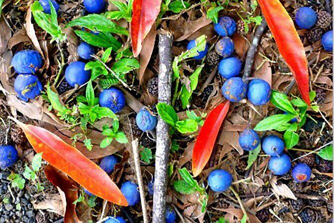 Kona Cloud Forest and Coffee Tour with Sea Turtle Beach Visit - An In-Depth Look at the Kona Cloud Forest and Coffee Tour