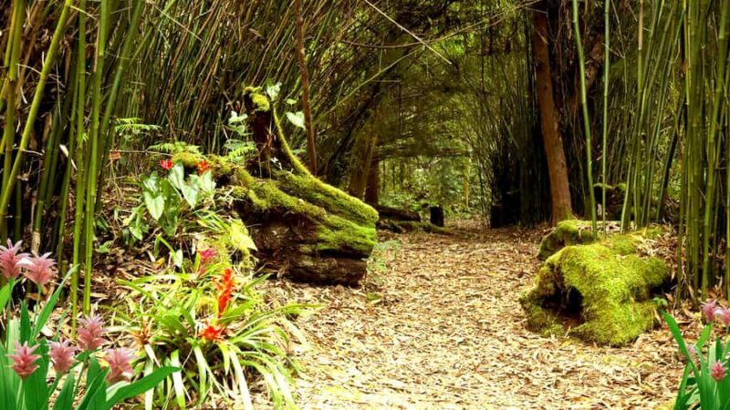 Kona: Cloud Forest, Coffee Farm, and Turtle Beach Tour - Key Points