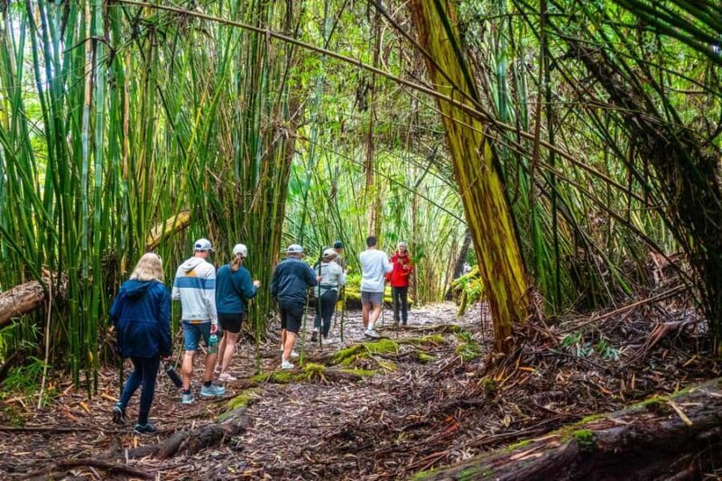 Kona Cloud Forest Sanctuary Montane Jungle Tour (2.5 hrs) - The Sum Up: Who Is This Tour Best For?