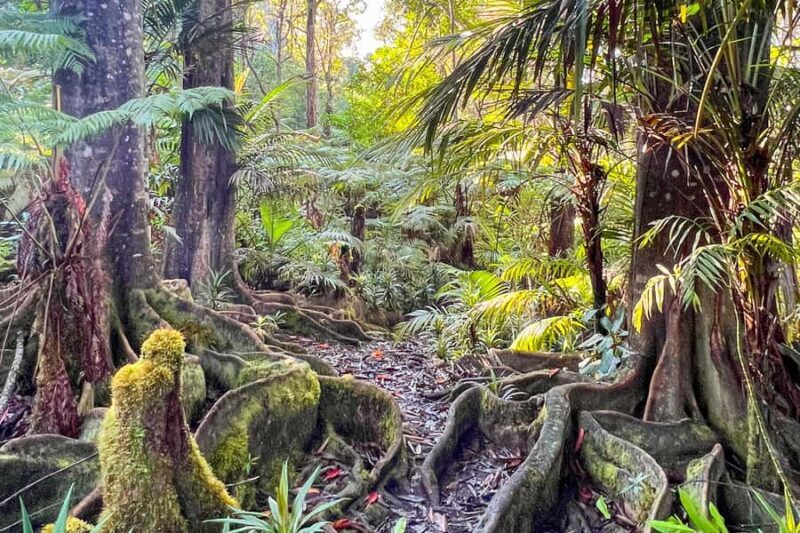 Kona Cloud Forest Sanctuary: Pan-Tropical Trail Guided Walk - Key Points