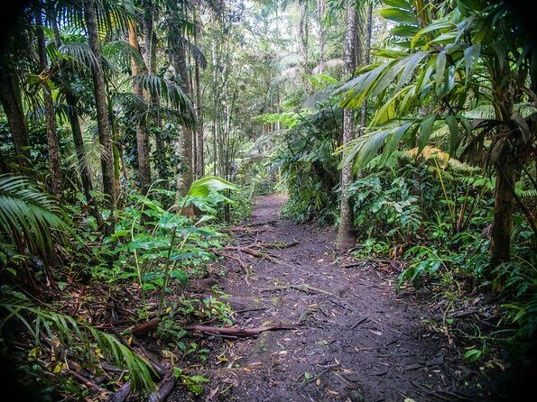 Kona Cloud Forest Sanctuary Pantropical Tour (1.5 hrs) - Practical Tips for Visitors