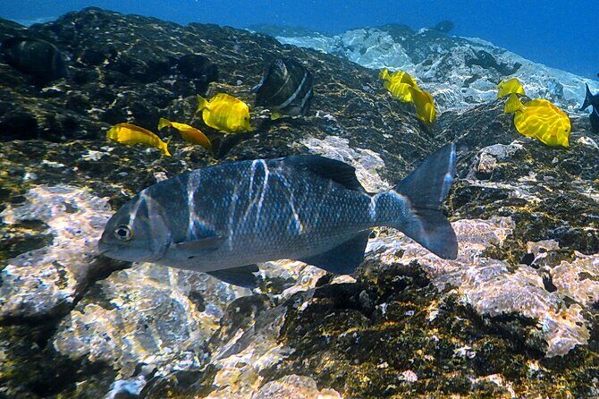 Kona Coast Cruise: Snorkel Kealakekua Bay & Dolphin Encounter - Authentic Experiences and Guest Feedback