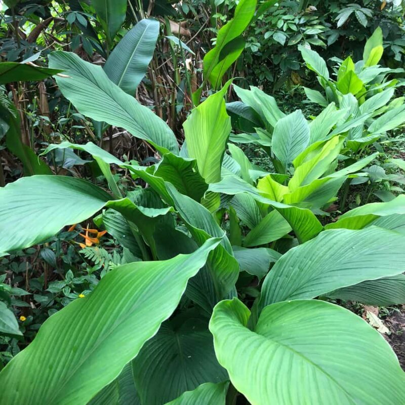 Kona Coast: Rooster Farms Coffee Tasting - Final Thoughts: Is This Experience Worth It?