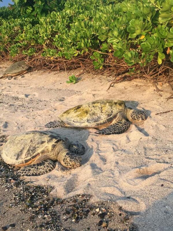 Kona: Coffee and Sea Turtles Tour - Who should consider this tour?