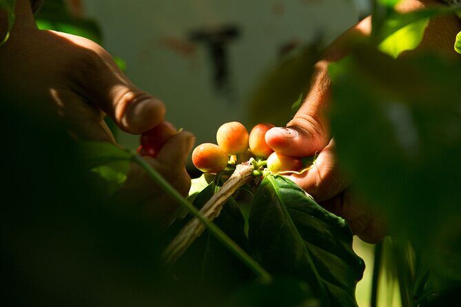 Kona Coffee Tasting: A Farm to Cup Experience - The Experience: What to Expect from Start to Finish