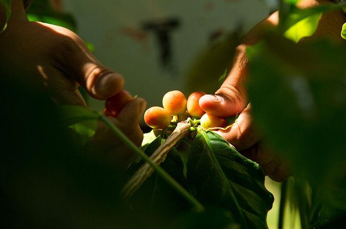Kona Coffee Tasting: A Farm to Cup Experience - Authentic Insights from Visitors