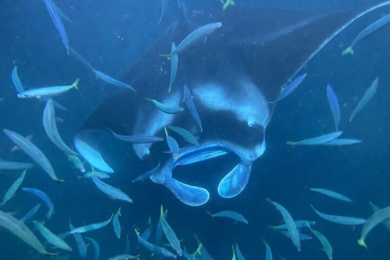 Kona Hi, Sunset Manta Ray Tour 10 passengers maximum - An In-Depth Look at the Experience