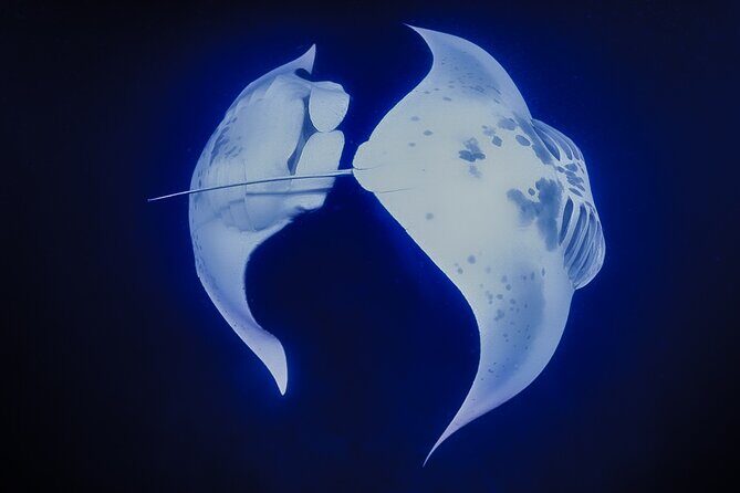 Kona Manta Night Snorkel Adventure: Swim with Majestic Rays - What to Expect at Each Stage