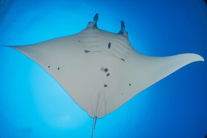 Kona Manta Ray Night Snorkel Adventure! Small Group - Why This Tour Stands Out