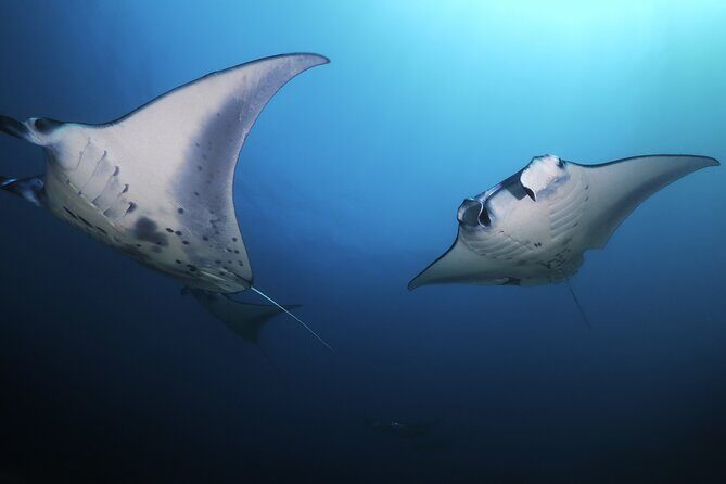 Kona Manta Ray Night Snorkel Adventure! Small Group - Who Should Consider This Tour?