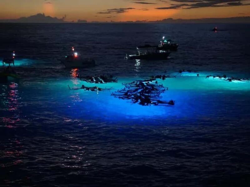 Kona: Manta Ray Night Snorkel Adventure - Key Points