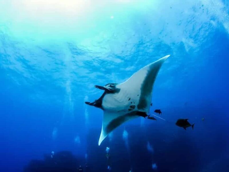 Kona: Manta Ray Night Snorkel Adventure - What to Expect from the Tour