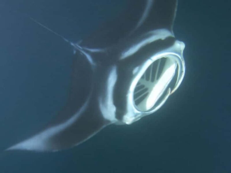 Kona: Manta Ray Night Snorkel Adventure - Final Thoughts: Is This Tour Right for You?
