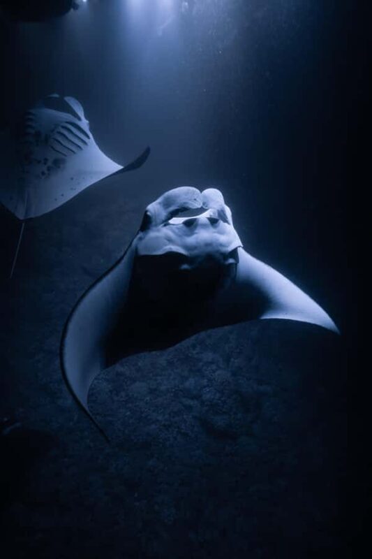 Kona: Manta Ray Night Snorkel - Key Points