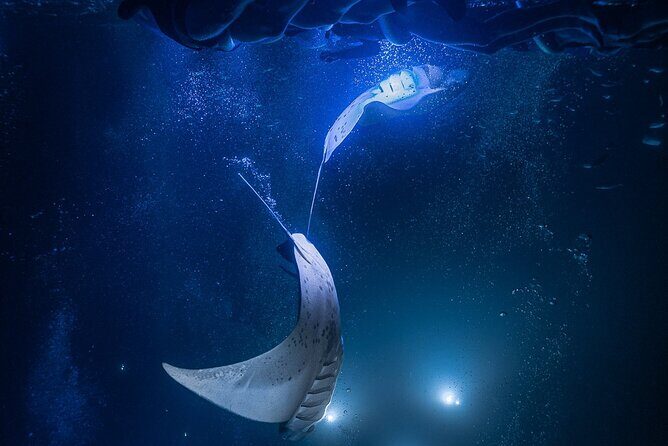 Kona Night Manta Snorkel Tour - FAQ