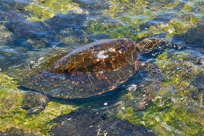 Kona Port: Private History & Farmer's Market Excursion - Introduction