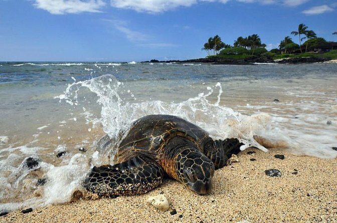 Kona Shore Excursion: Sea Turtles, Historic Kona & Coffee - Key Points: What You Need to Know