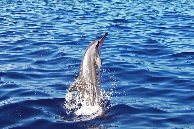 Kona Shore Excursion: Wild Dolphin Reefs Snorkel and Sea Caves - The Value of the Experience